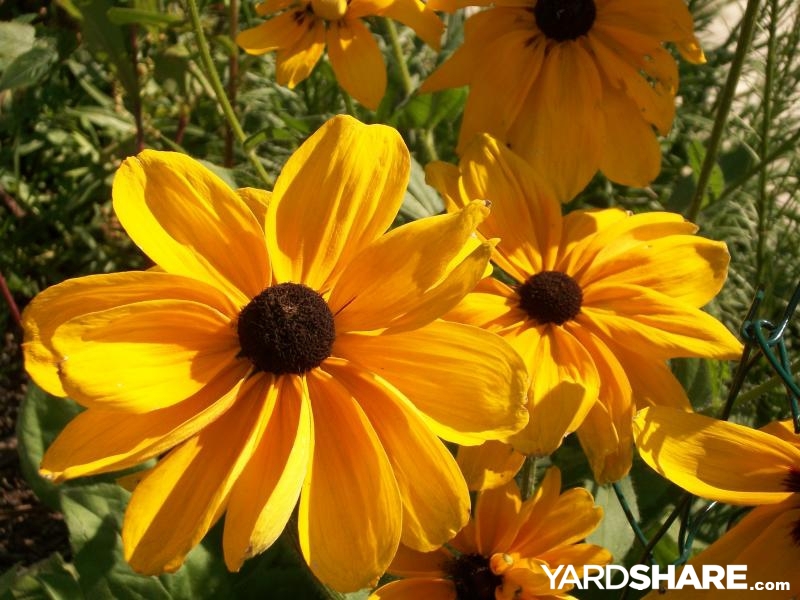 Landscaping Ideas > Cheaper than Therapy | YardShare.com